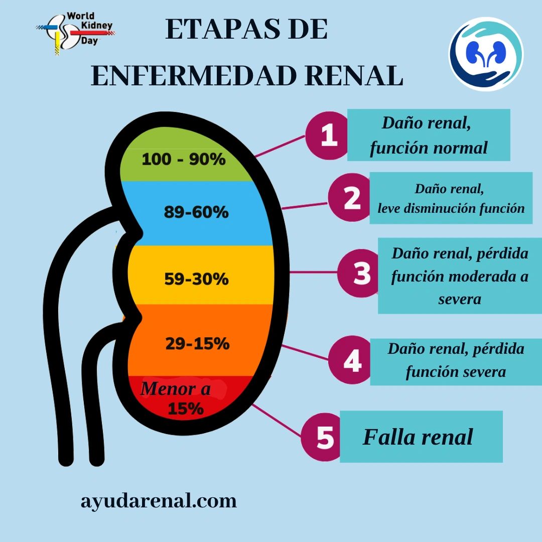 Etapas De La Enfermedad Renal